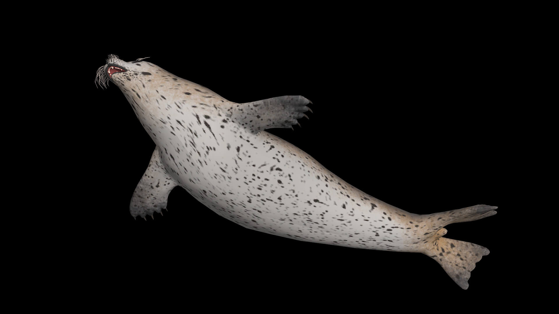 Seal - 3D Model by MadeCG