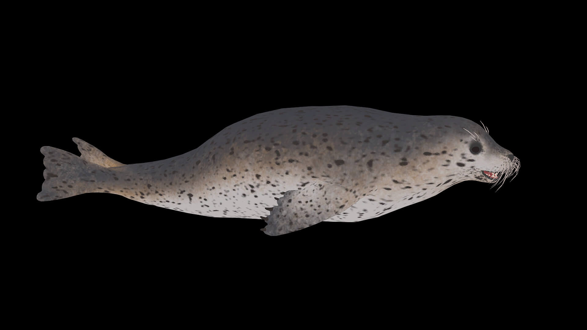 Seal - 3D Model by MadeCG