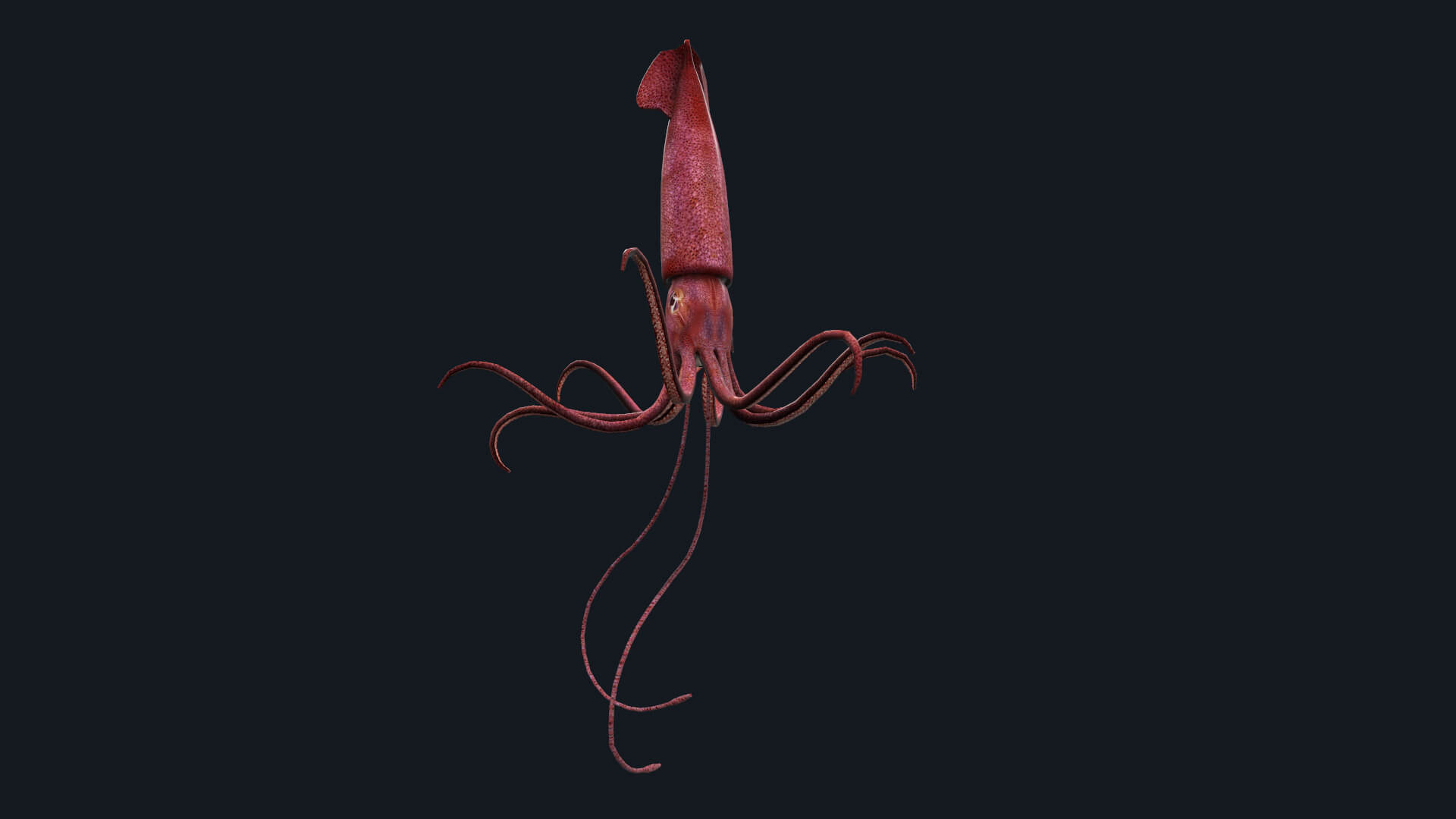 Animated Squid - 3D Model by MadeCG