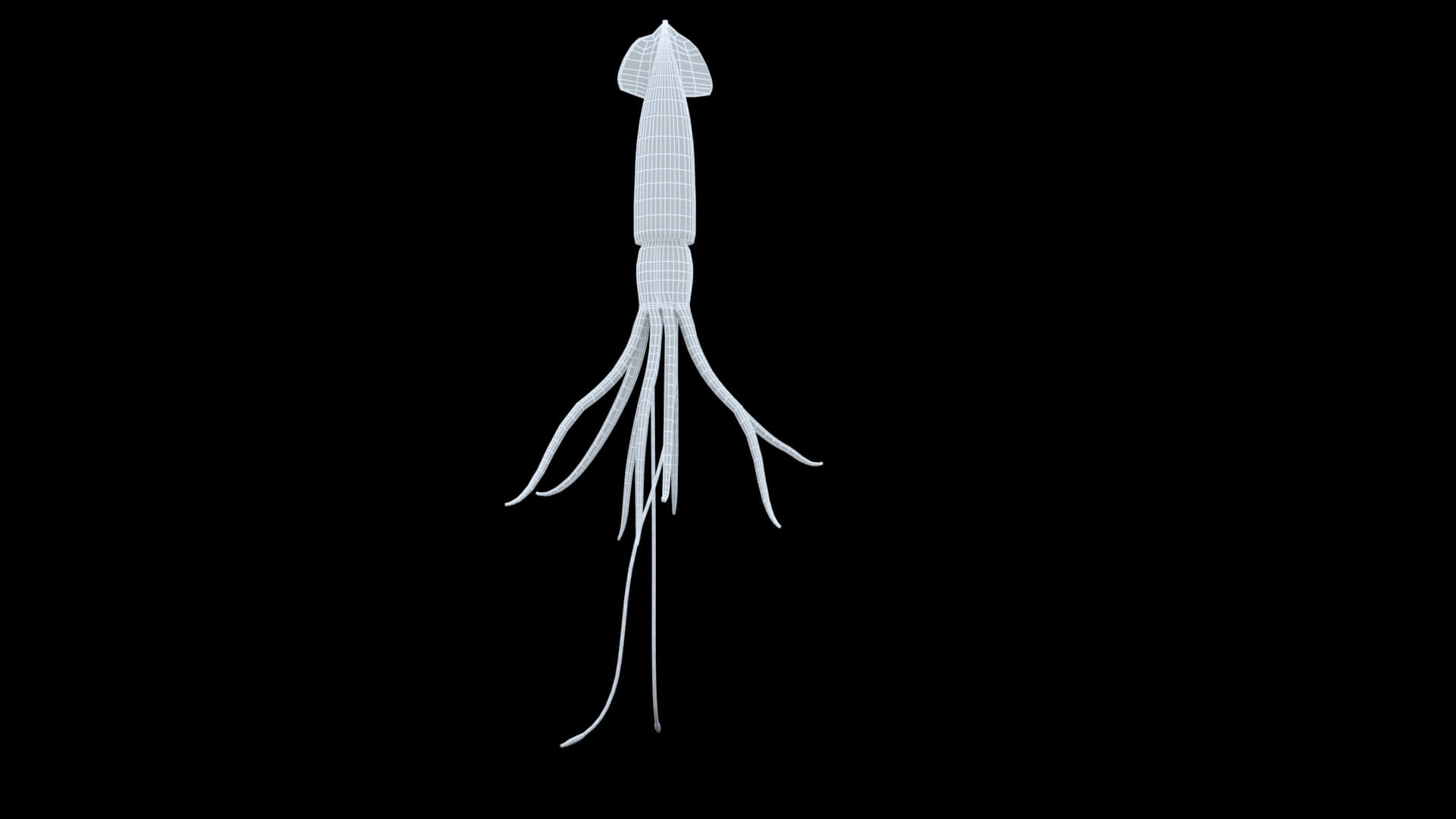 Animated Squid - 3D Model by MadeCG