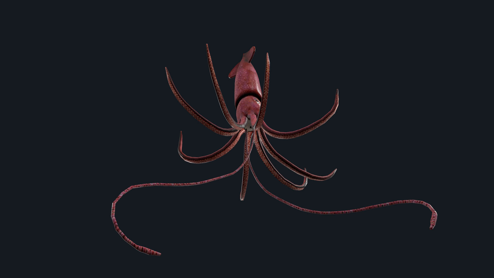 Animated Squid - 3D Model by MadeCG