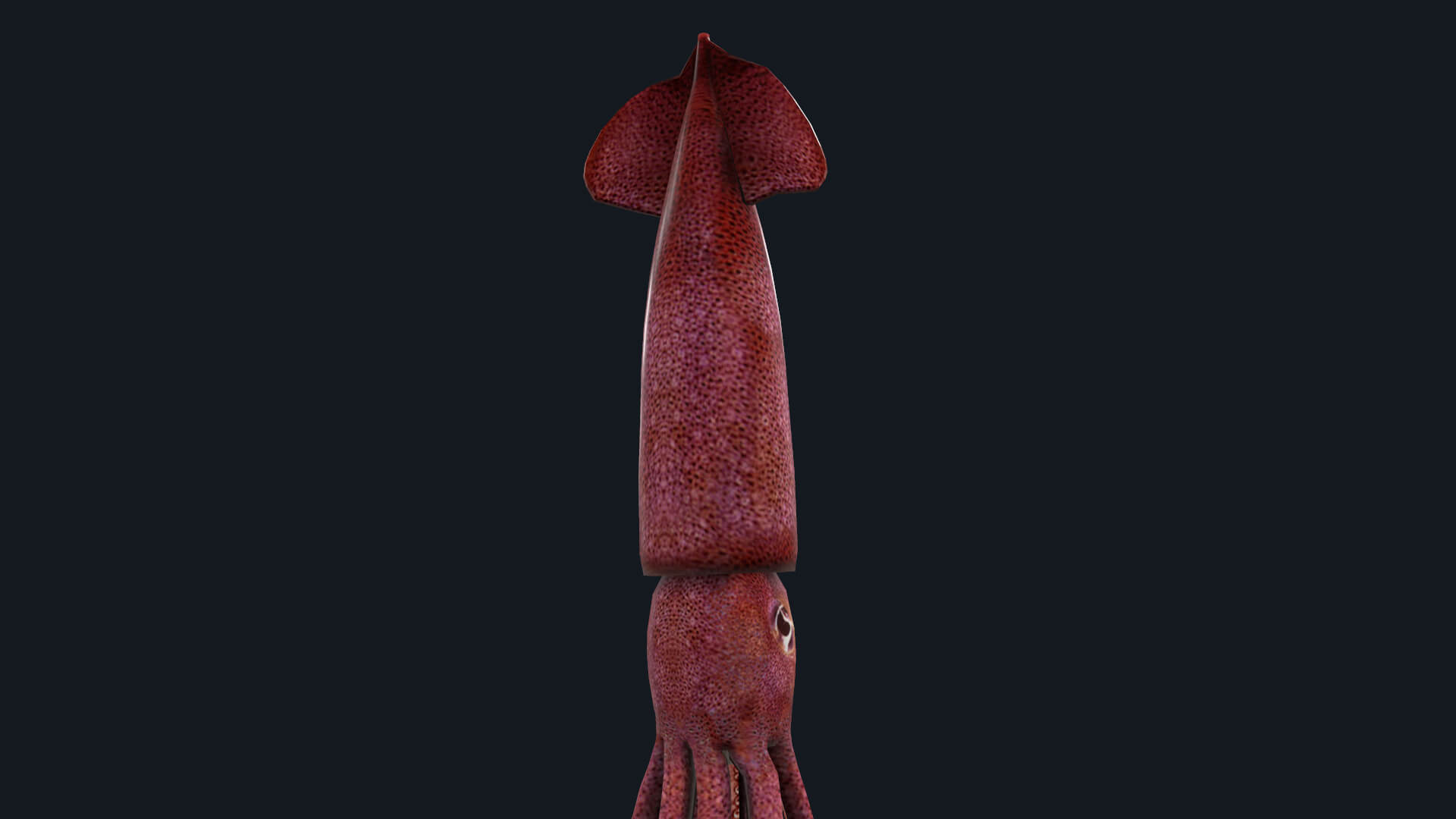Animated Squid - 3D Model by MadeCG