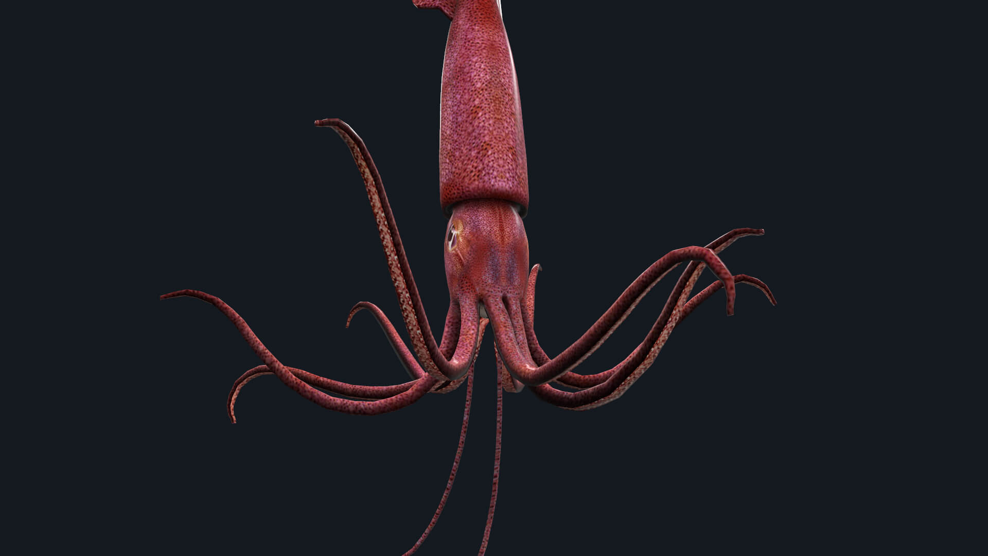 Animated Squid - 3D Model by MadeCG