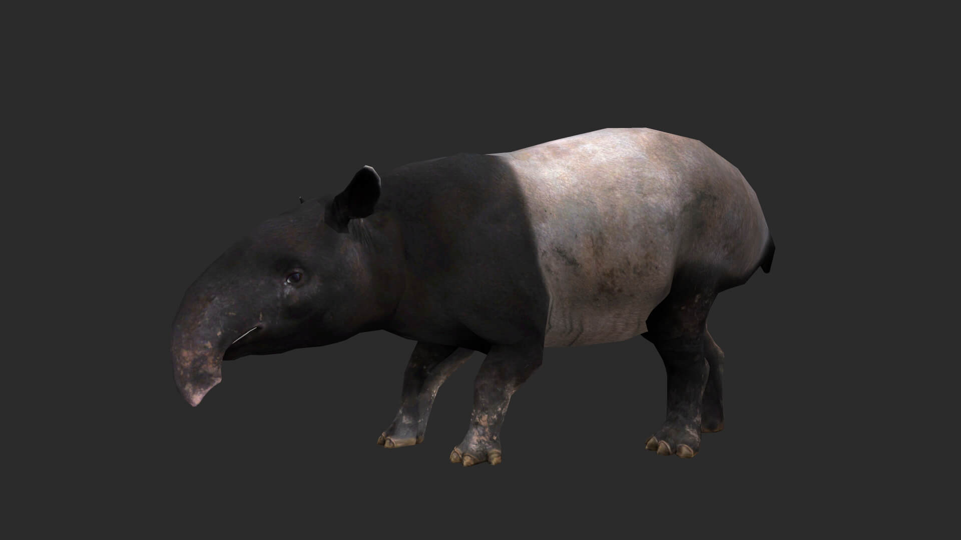 Animated Tapir - 3D Model by MadeCG