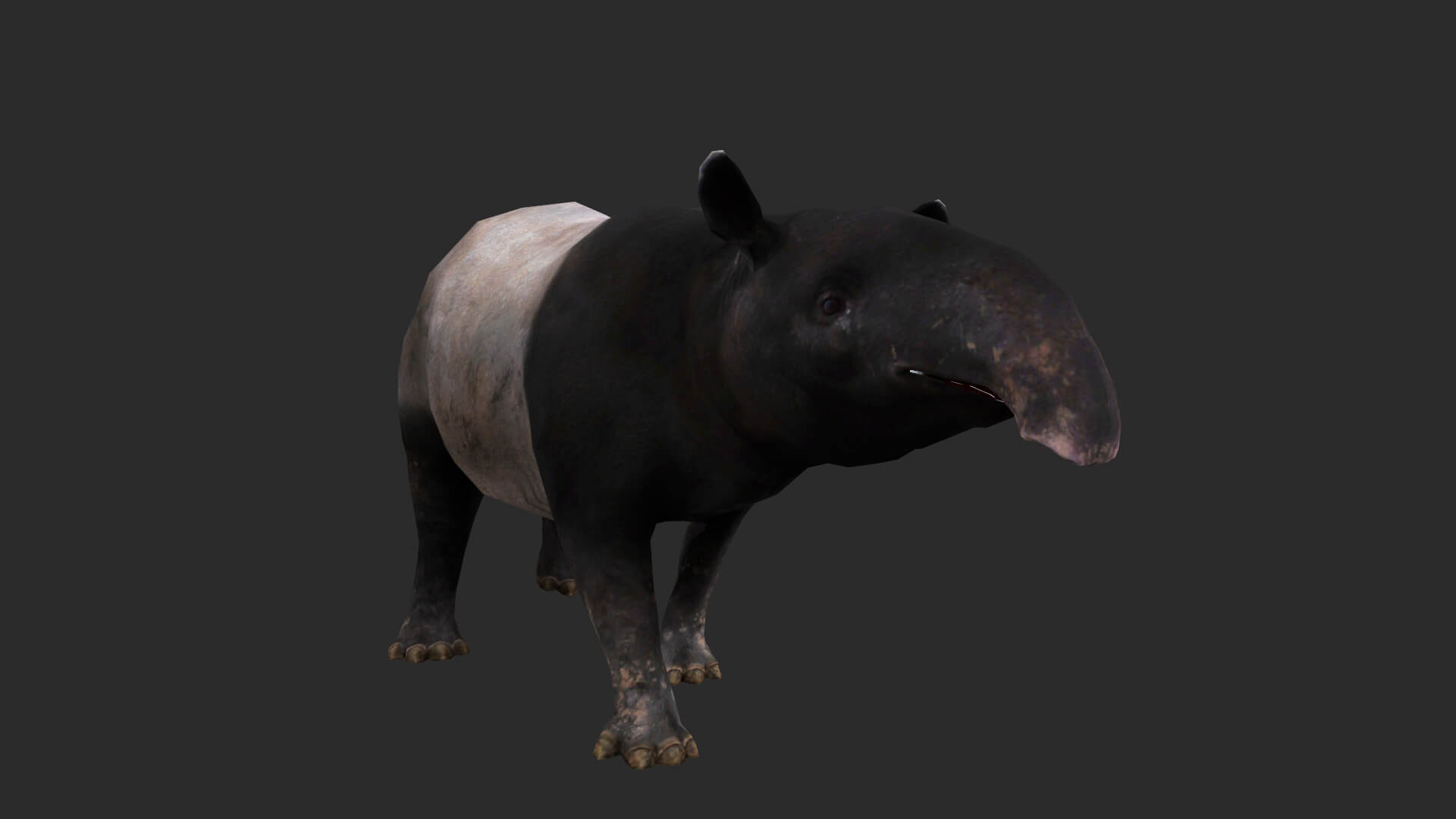 Animated Tapir - 3D Model by MadeCG
