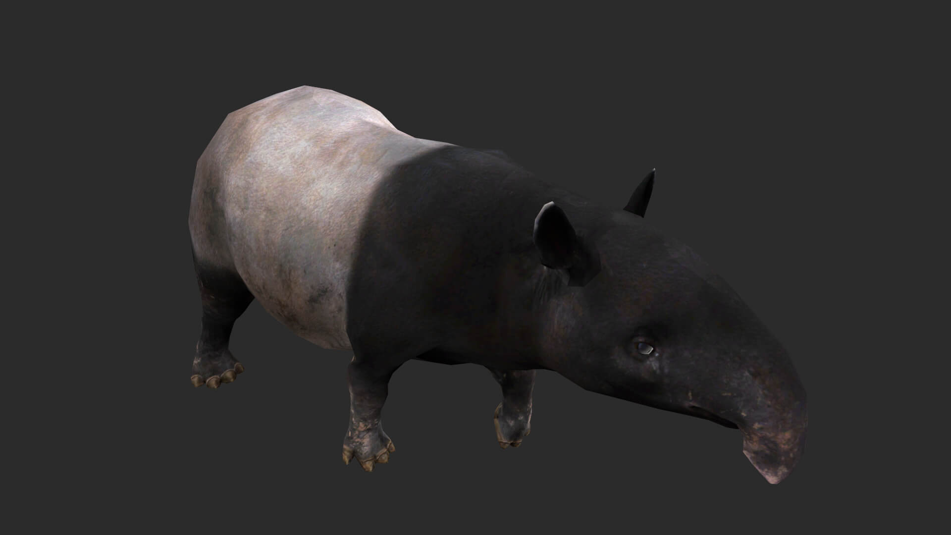 Animated Tapir - 3D Model by MadeCG