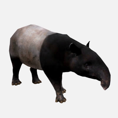 Animated Tapir - 3D Model by MadeCG