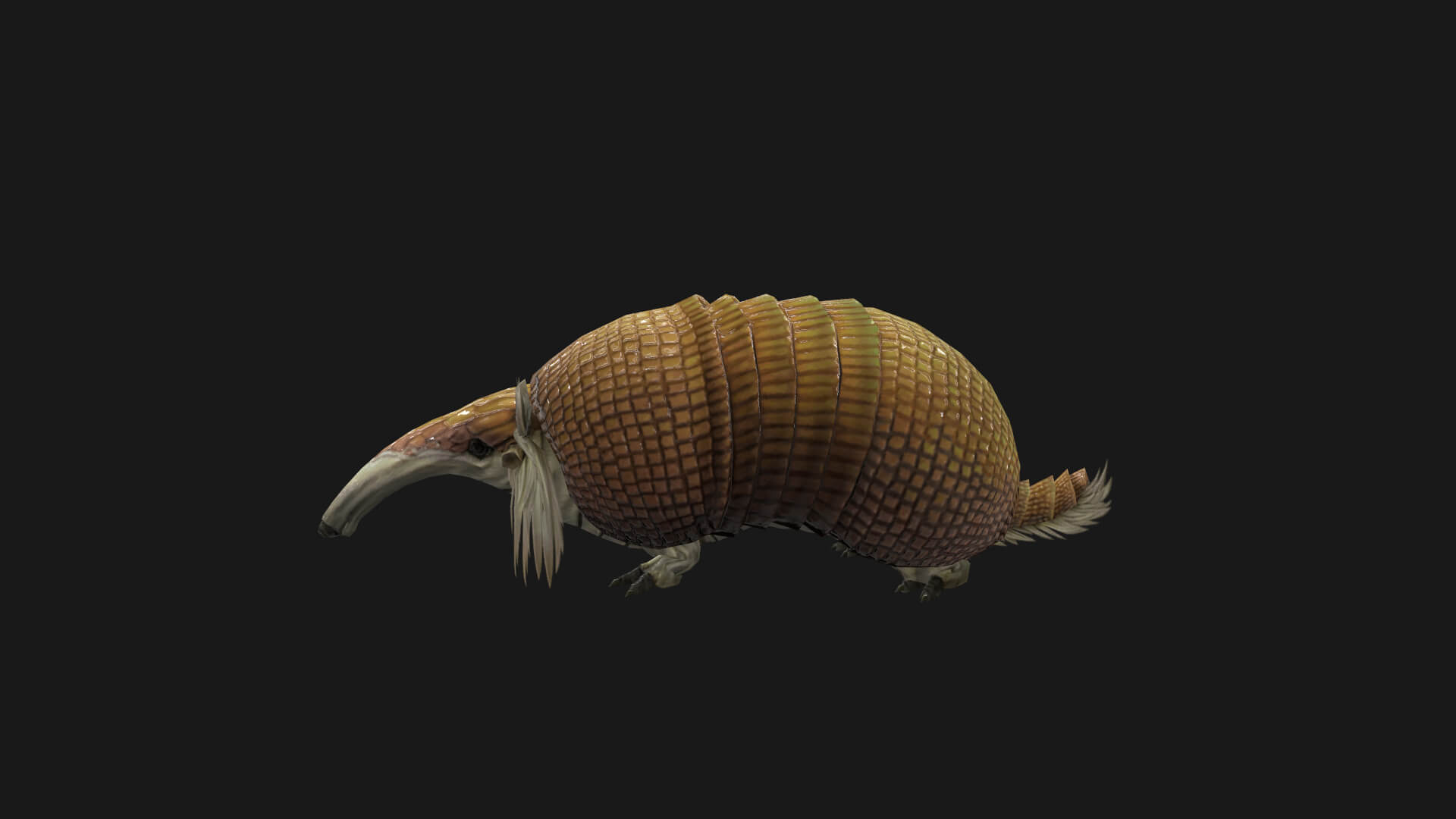 Animated Armadillo - 3D Model by MadeCG
