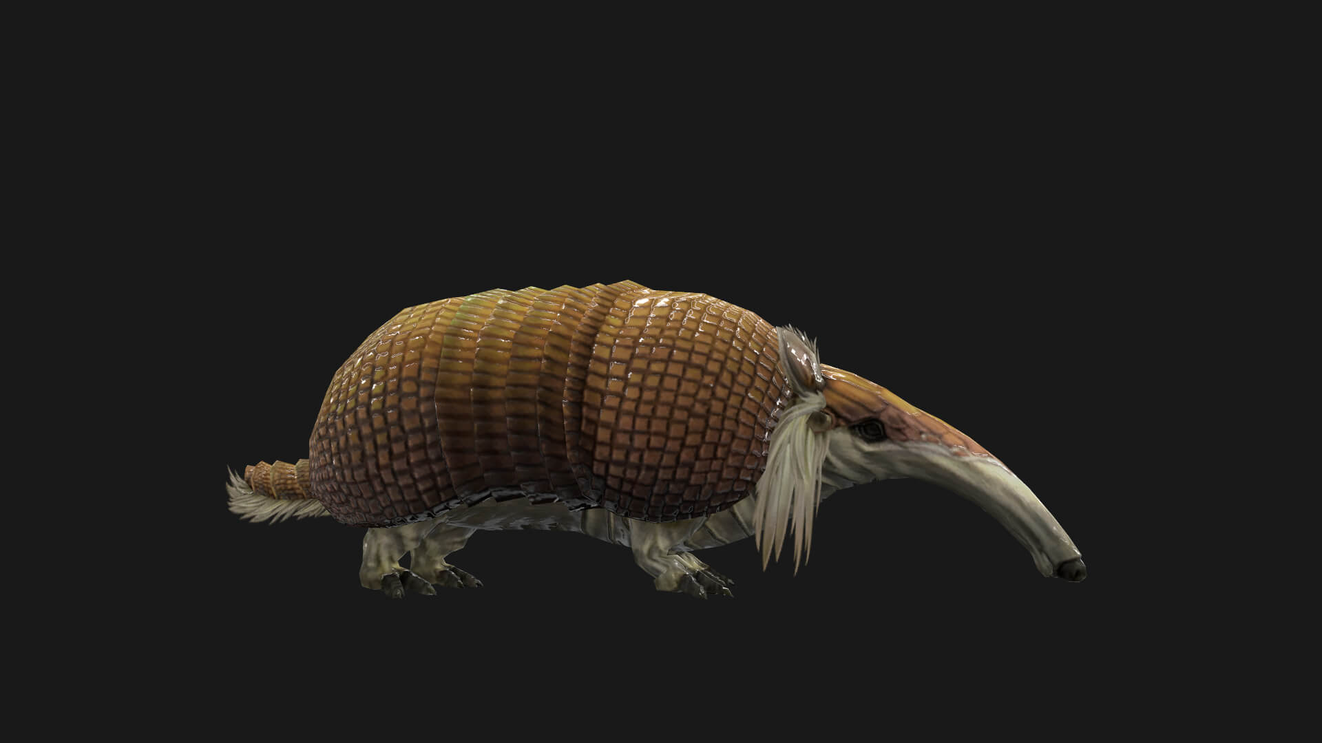 Animated Armadillo - 3D Model by MadeCG