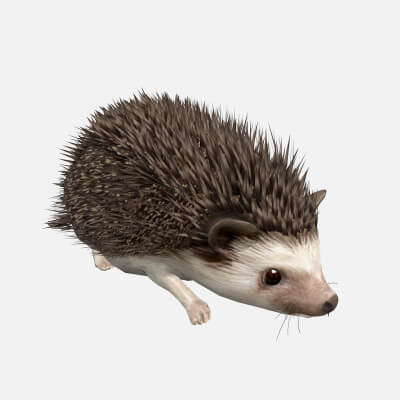 Animated Hedgehog - 3D Model by MadeCG