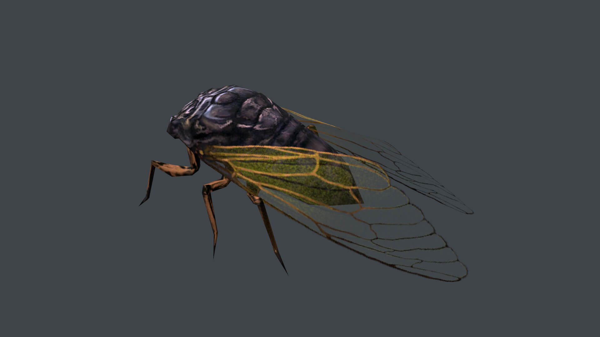 Low Poly Animated Cicada - 3D Model by MadeCG
