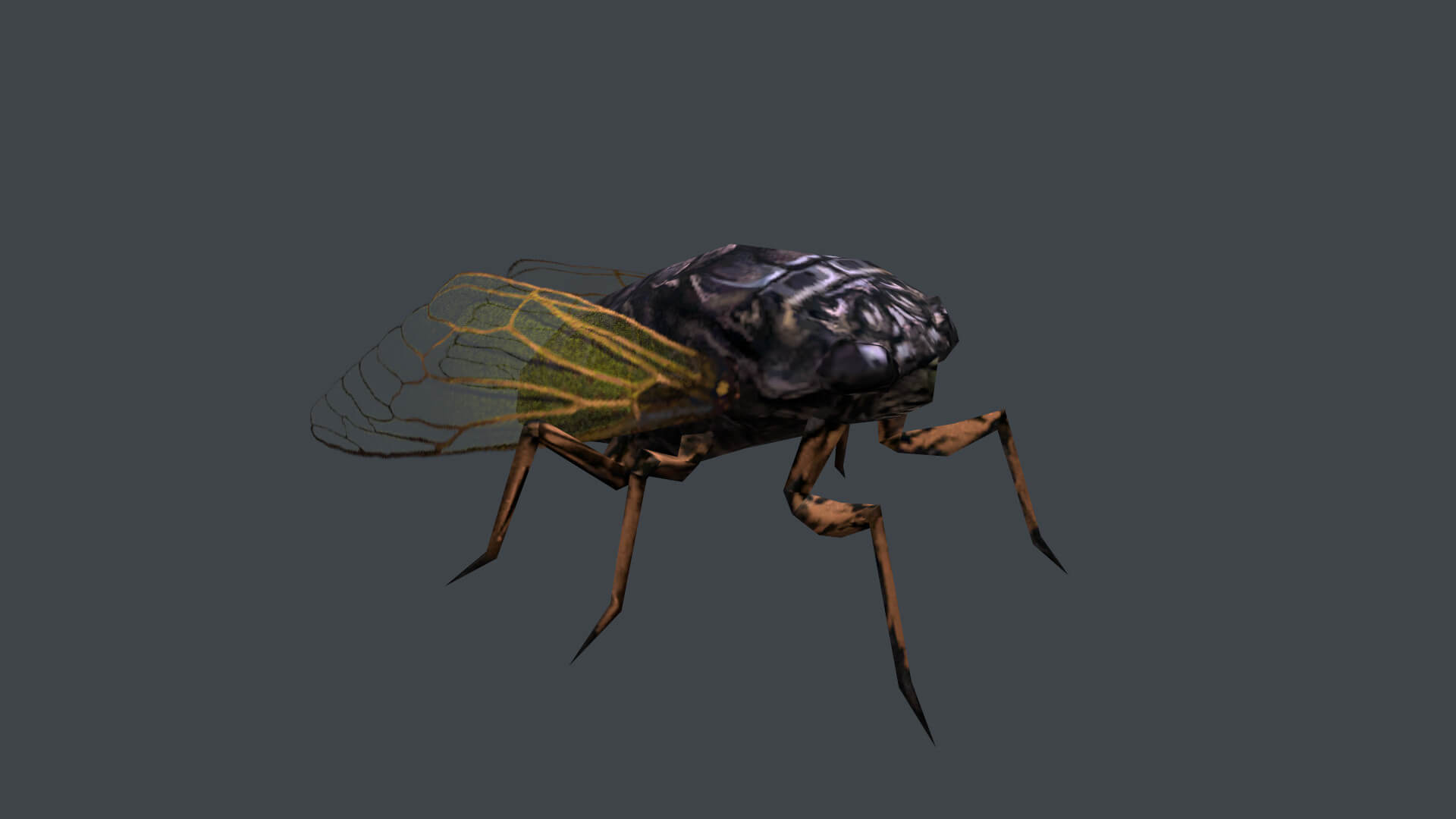 Low Poly Animated Cicada - 3D Model by MadeCG