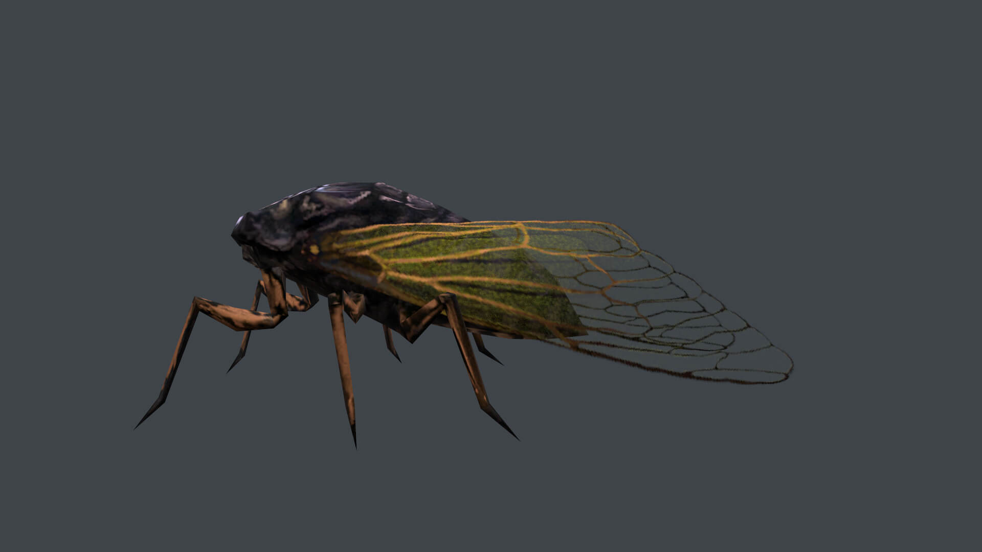 Low Poly Animated Cicada - 3D Model by MadeCG