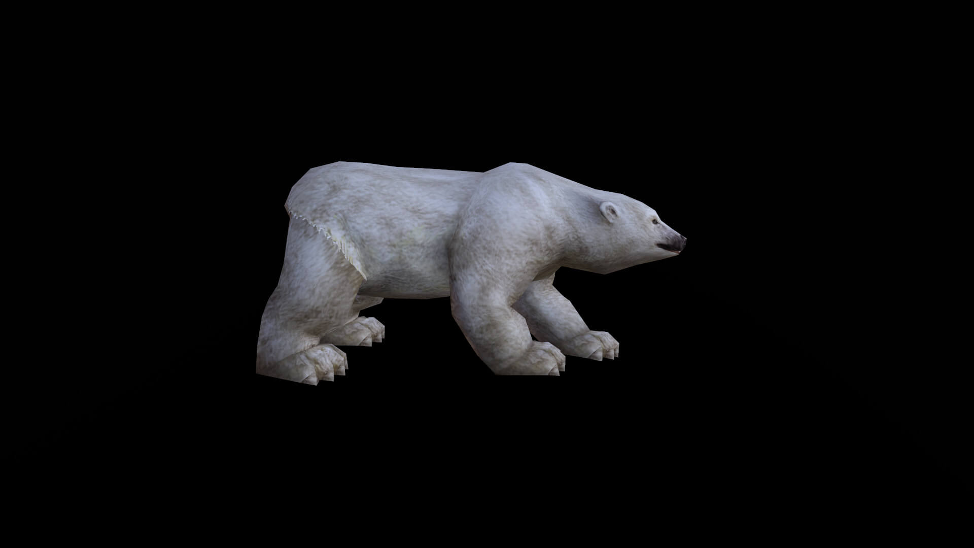 Polar Bear - 3D Model by MadeCG