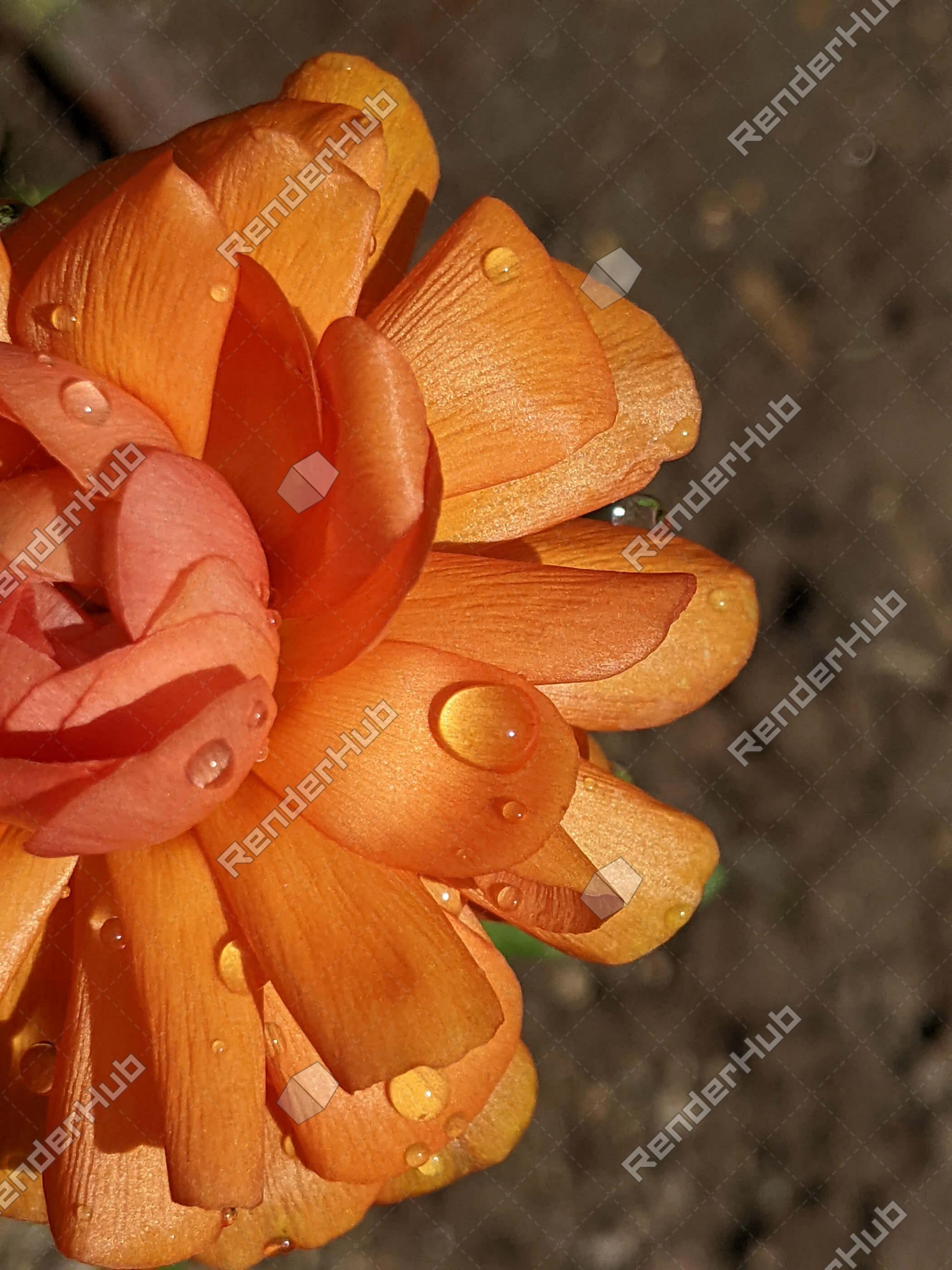 Orange Colour Flowers Wallpapers | Best Flower Site