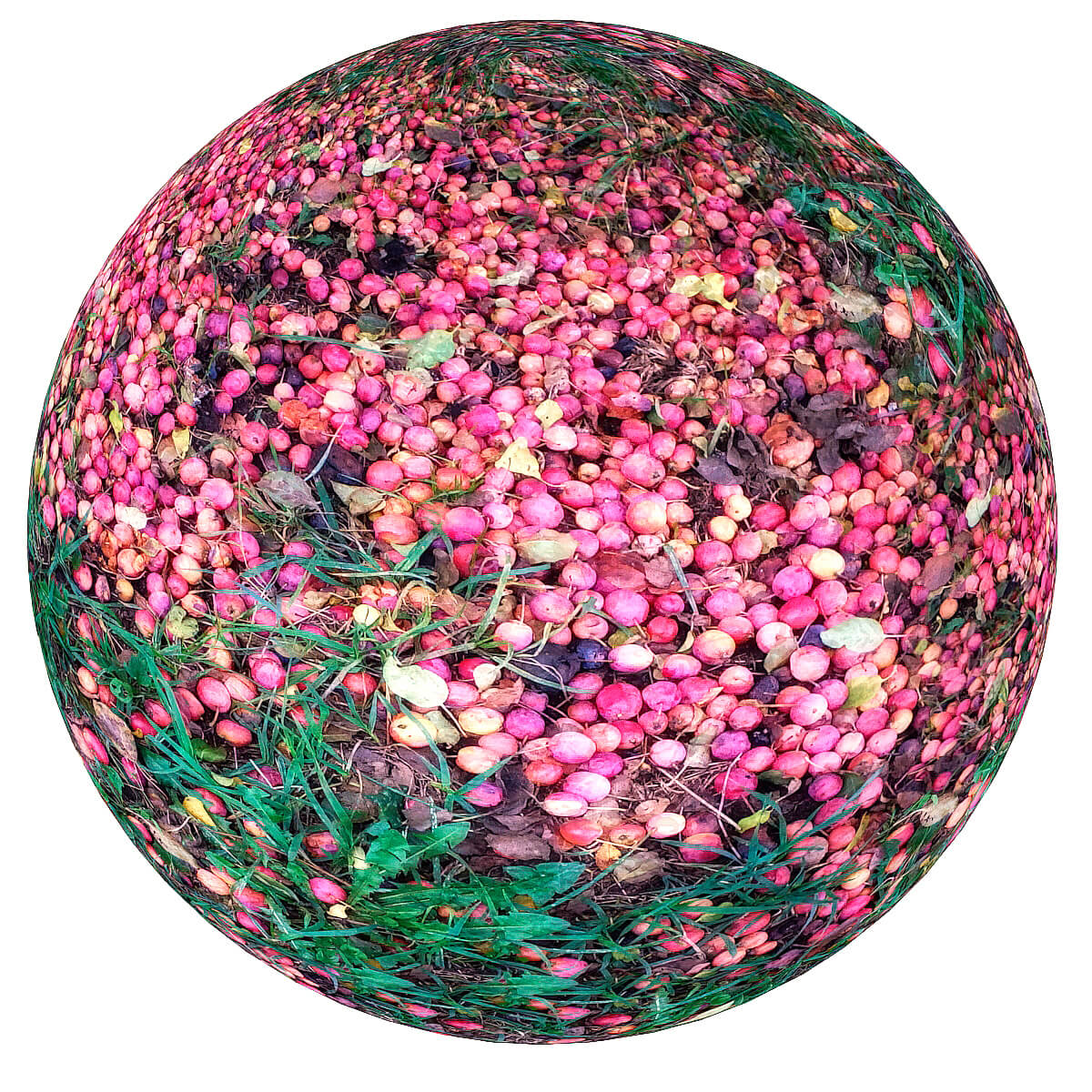 Red Ripe Apples on The Ground - 3D Texture by Madlen