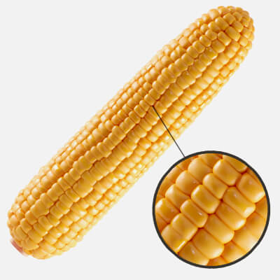 Corn 3D Model by Madson Studio