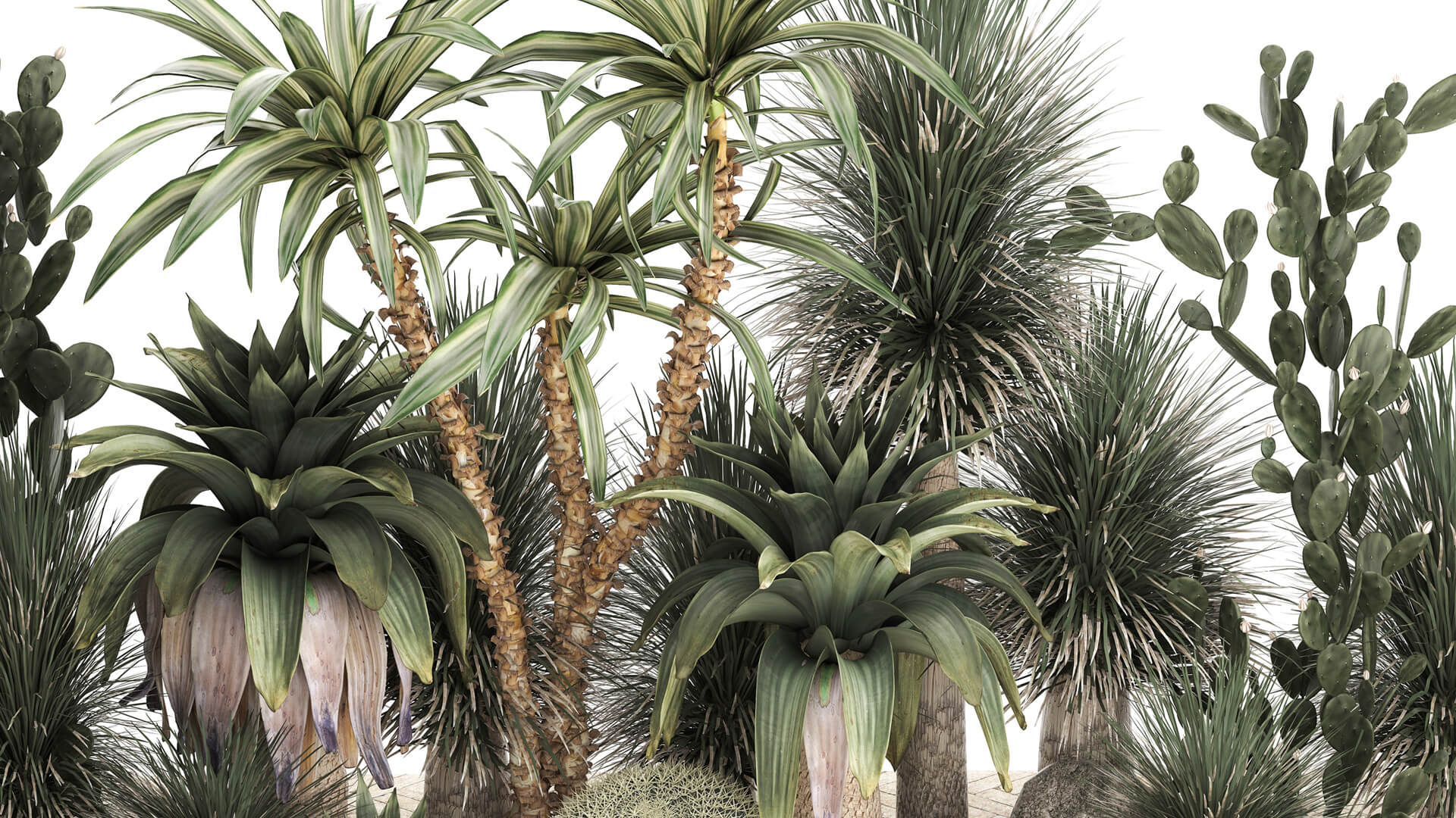 Collection of Desert Plants From Cacti, Yucca and Prickly - 3D Model by malkmen84