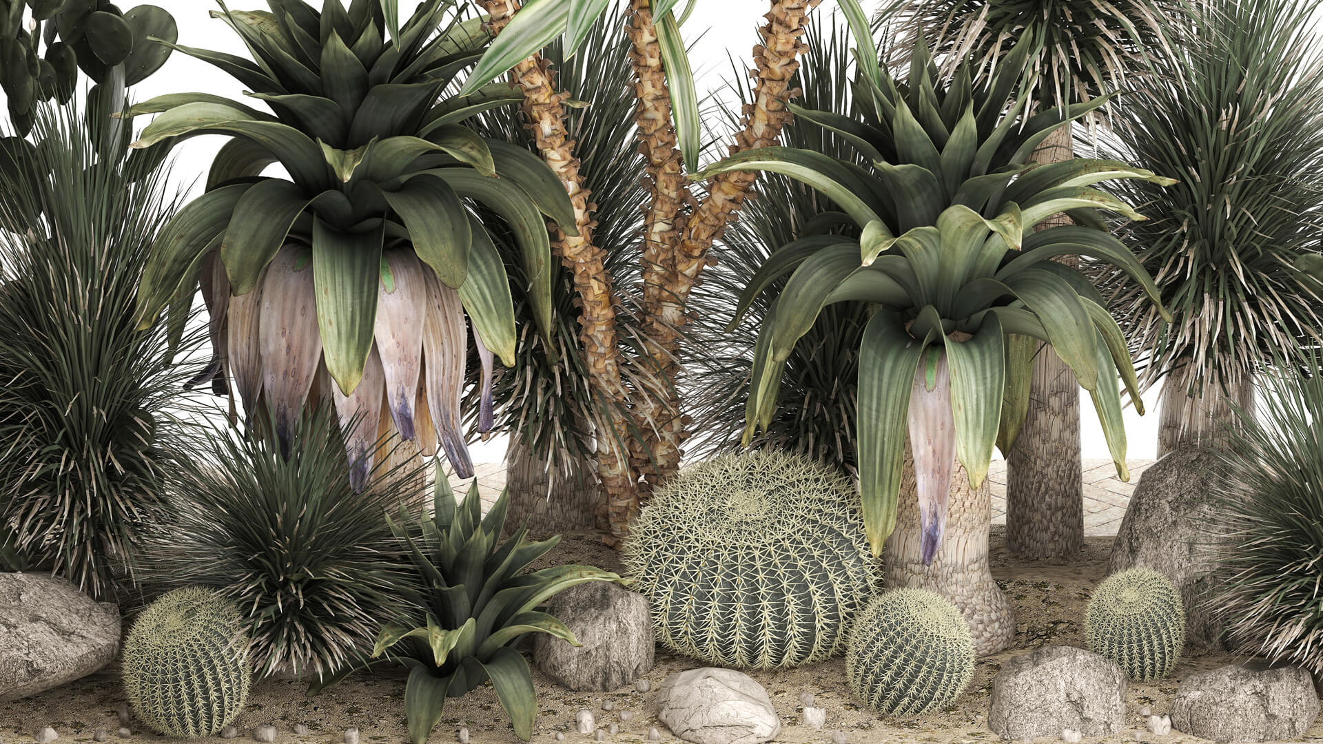 Collection of Desert Plants From Cacti, Yucca and Prickly - 3D Model by malkmen84