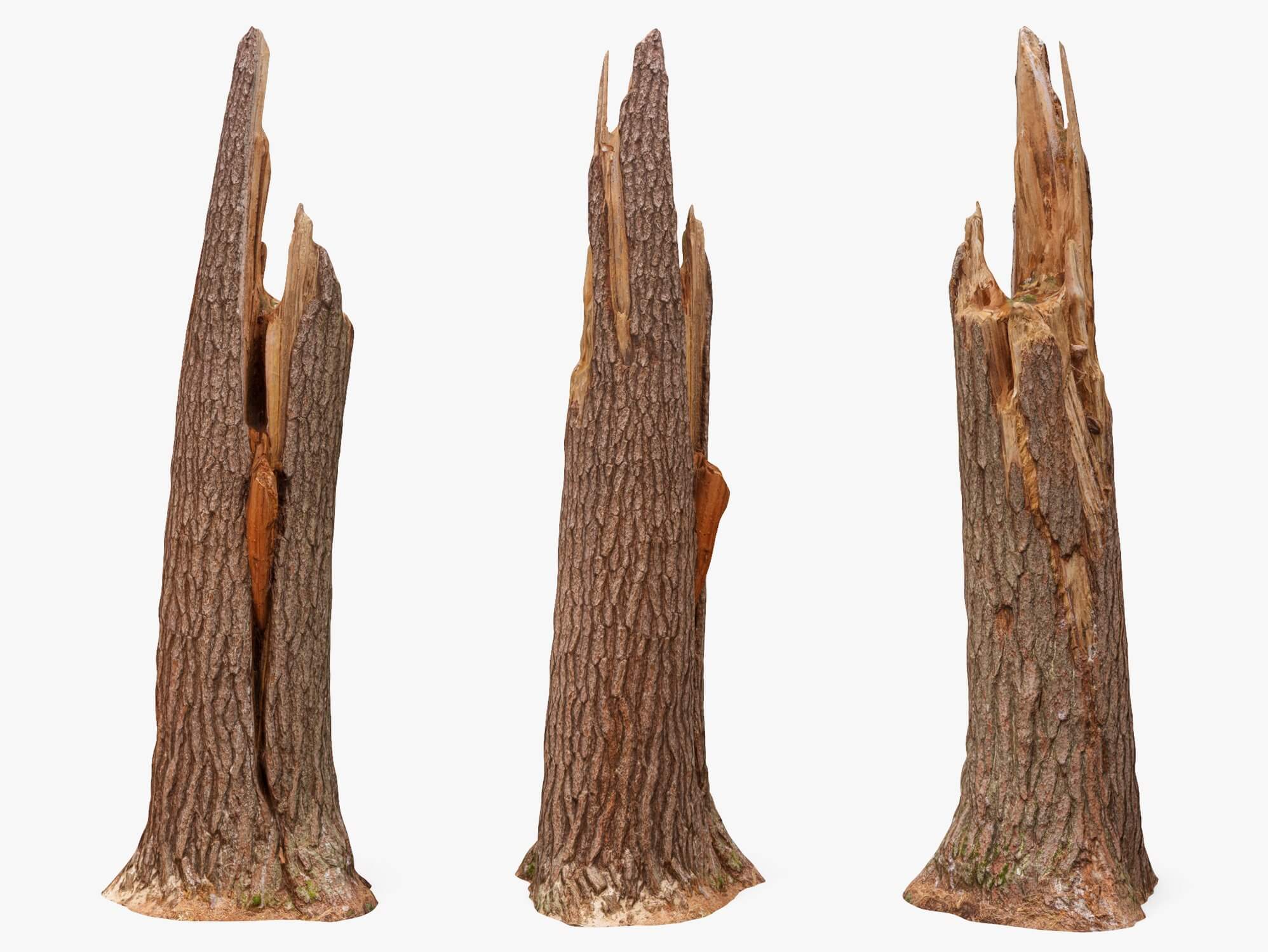 Broken Tree Trunk - 8K Scan 3D Model by meanmachinemodels