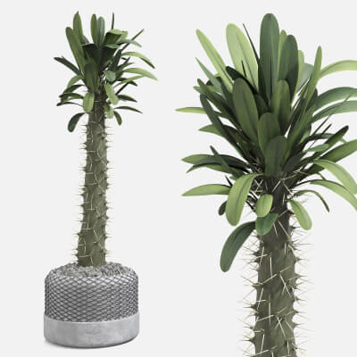 Cactus in a Modern Pot - 3D Model by Mehrdad002100