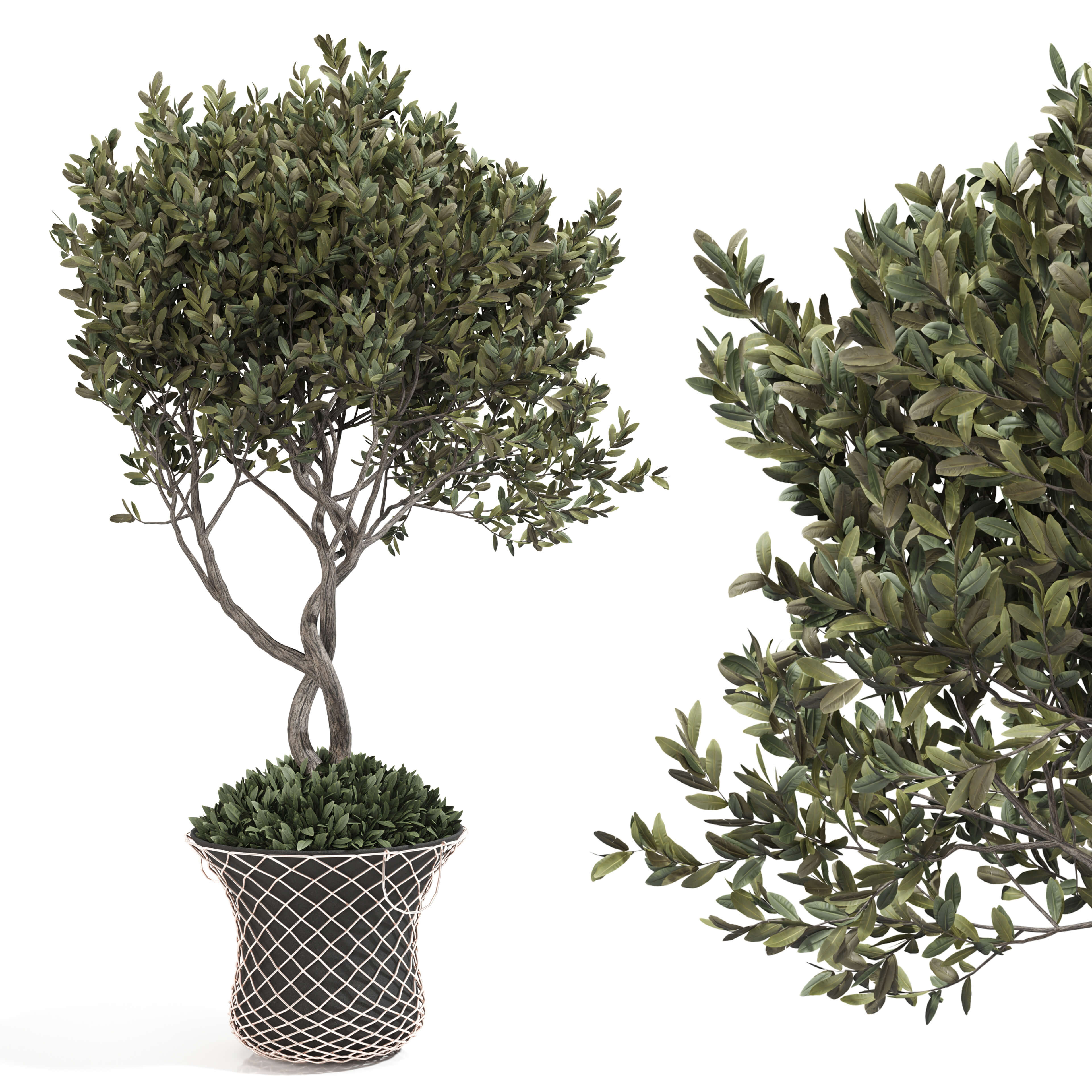 Olive Plant in Pot - 3D Model by Mehrdad002100