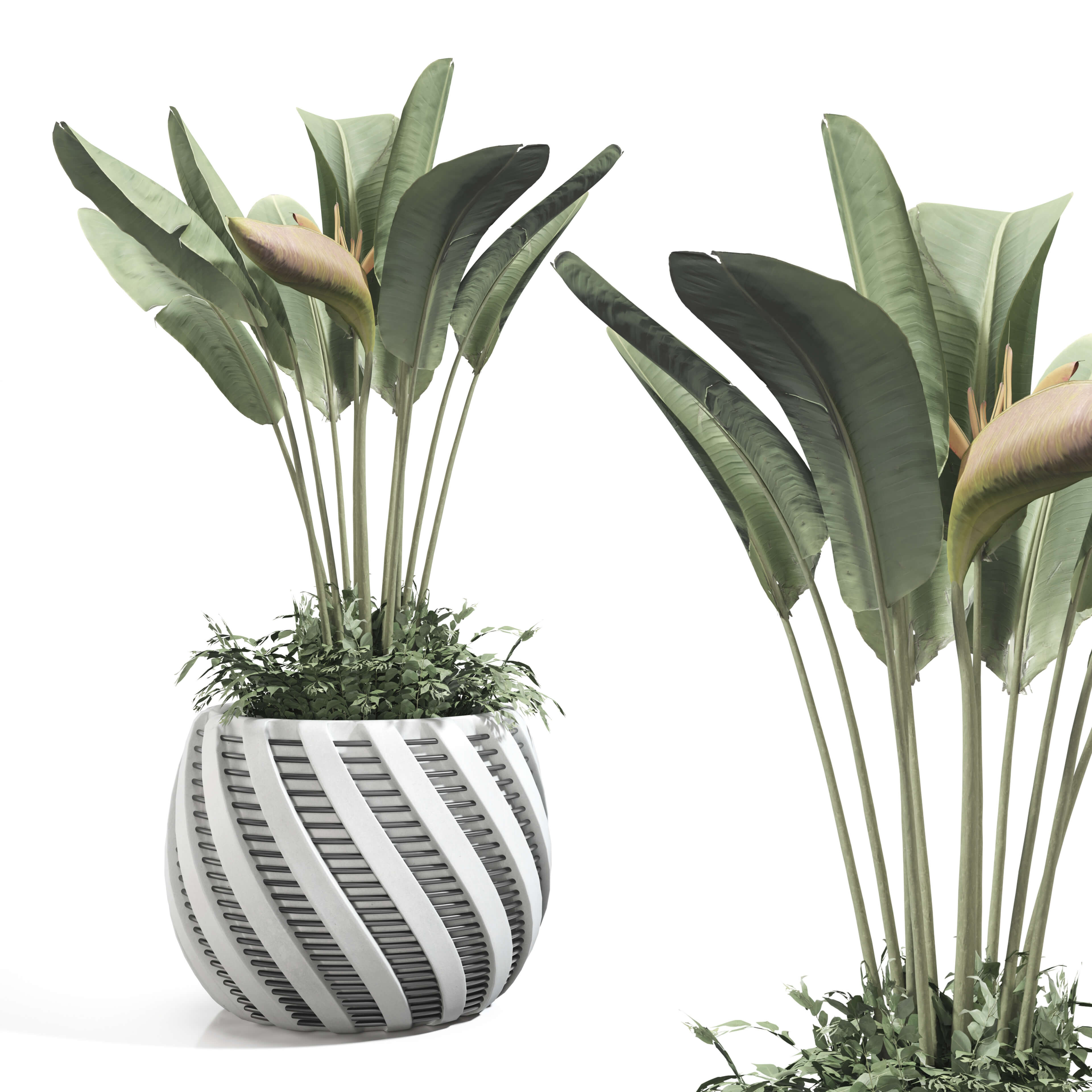 Strelitzia Reginae and Banana Plant - 3D Model by Mehrdad002100