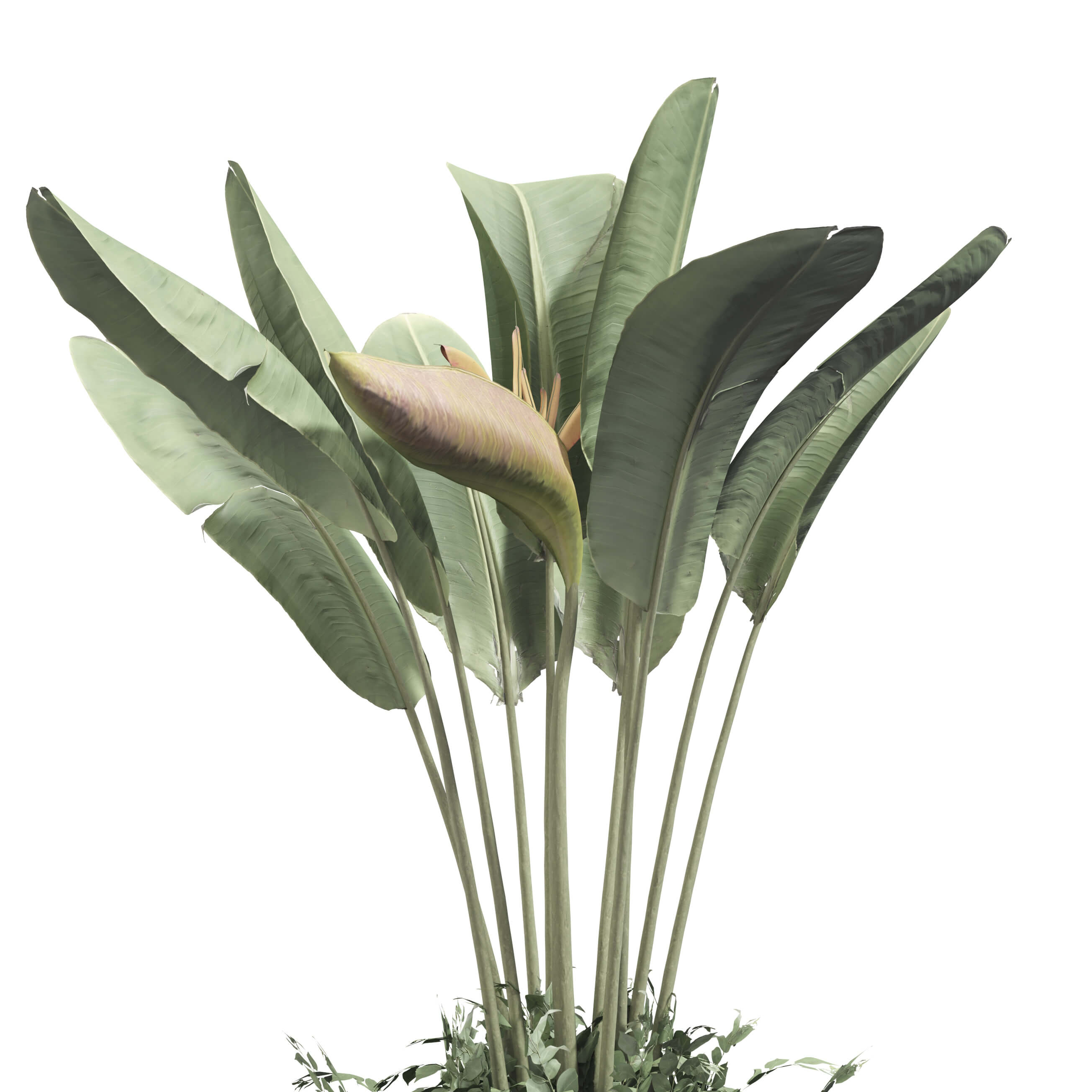 Strelitzia Reginae and Banana Plant - 3D Model by Mehrdad002100
