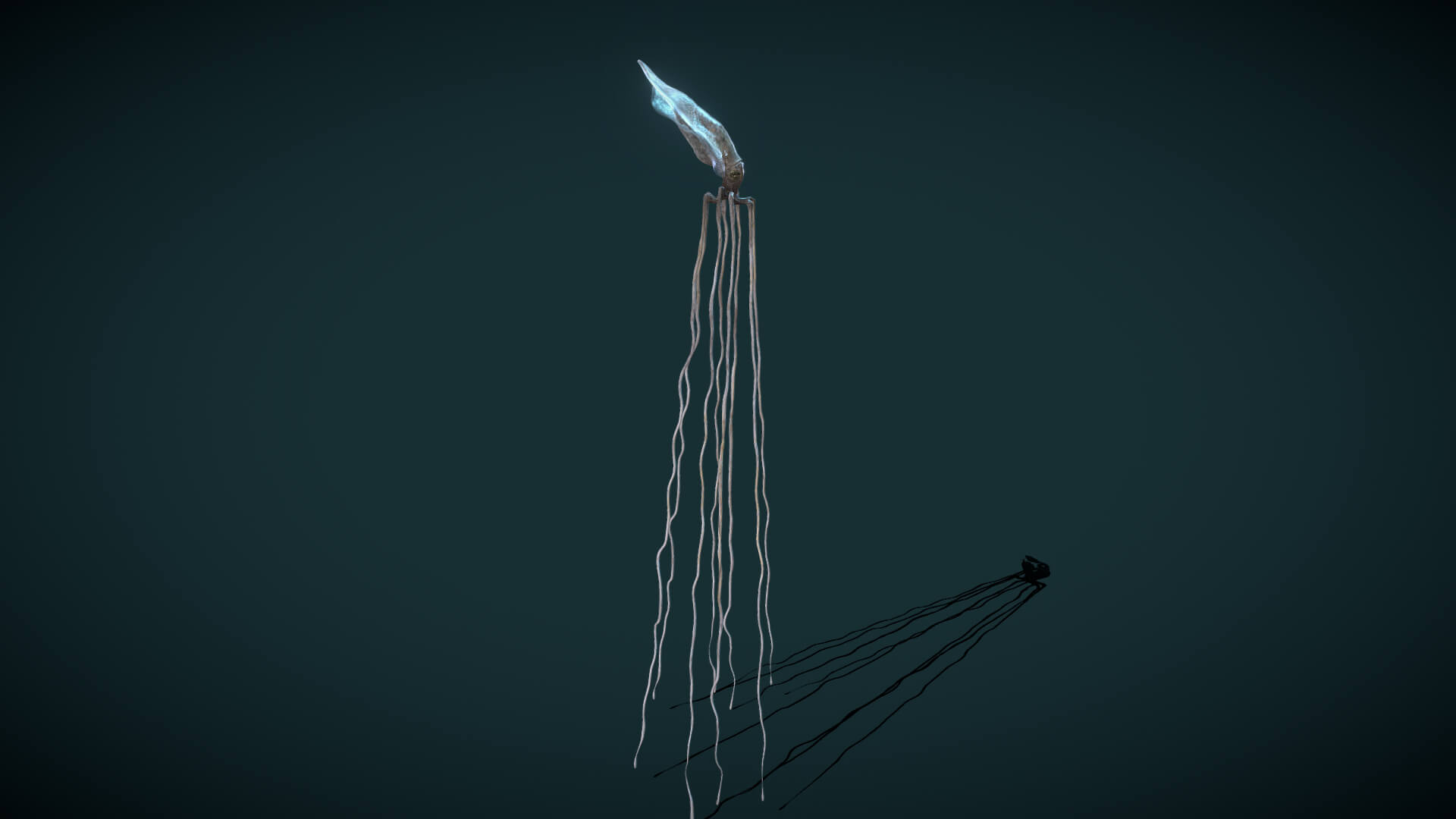 Bigfin Squid - 3D Model by metalfreakqx