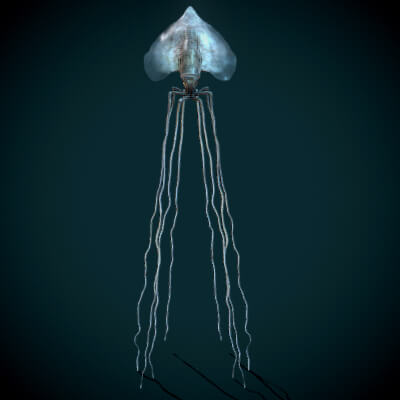 Bigfin Squid - 3D Model by metalfreakqx
