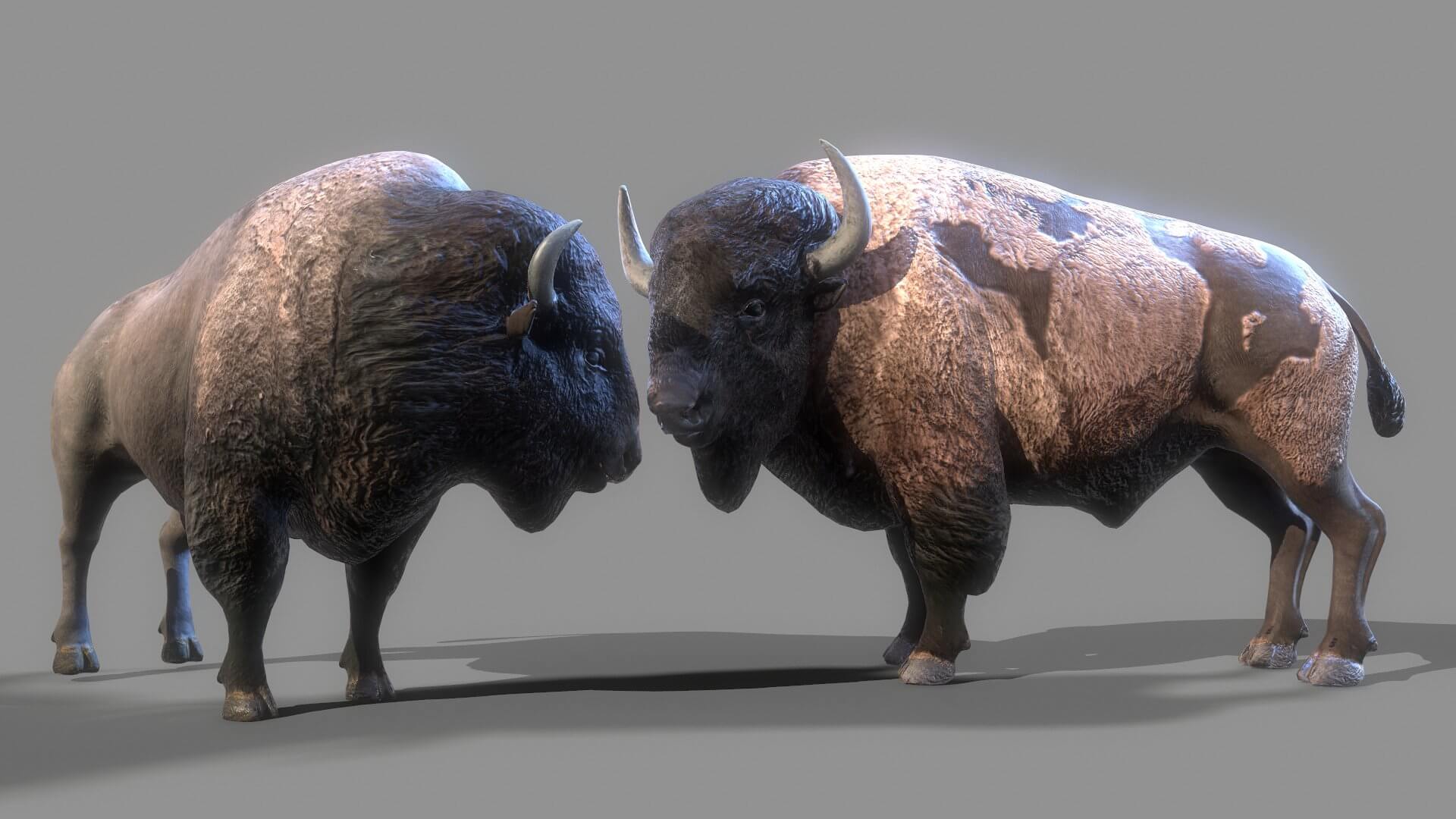 Steppe Bison