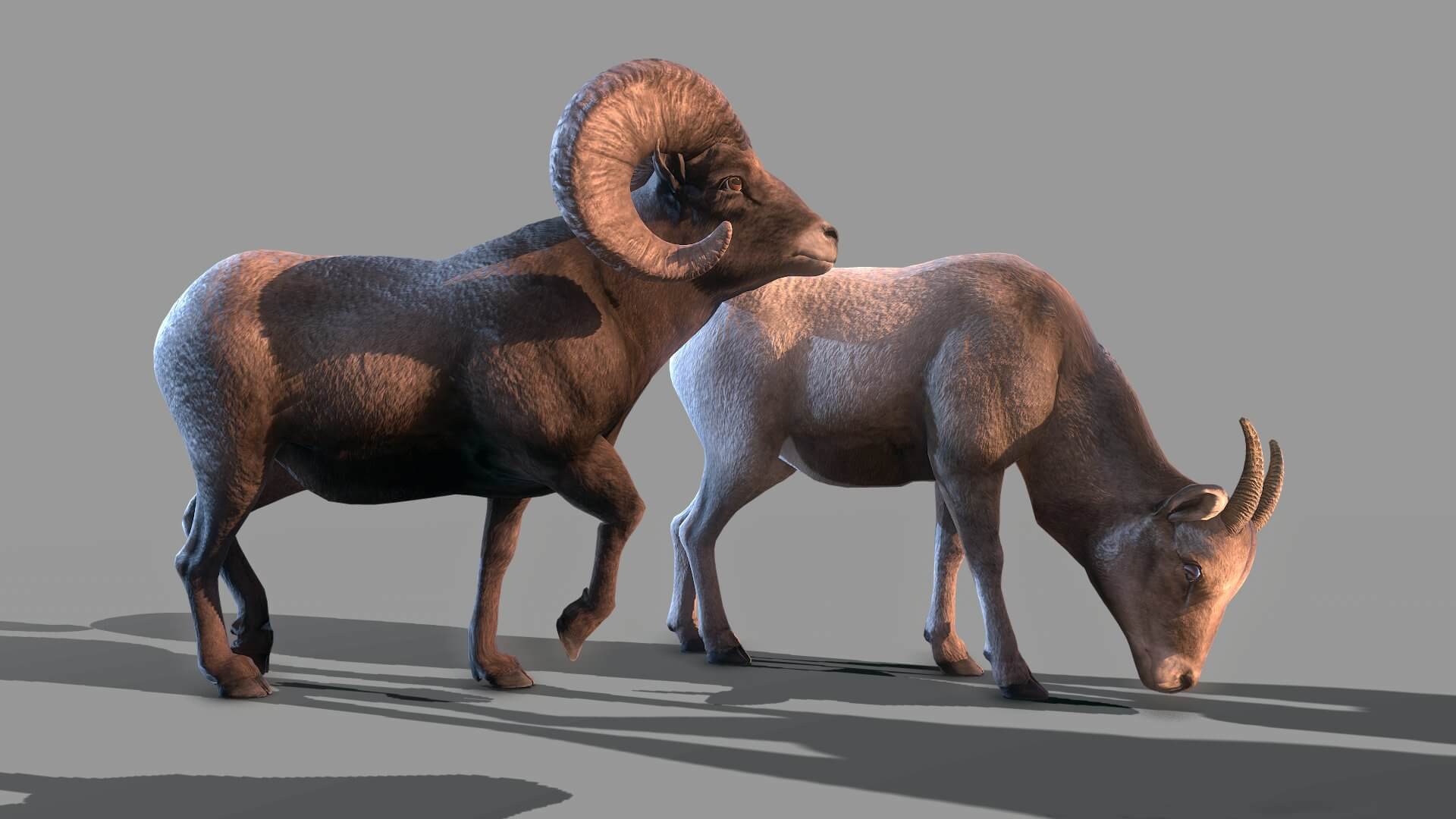 Wild Sheep Female and Male - 3D Model by Mikserart