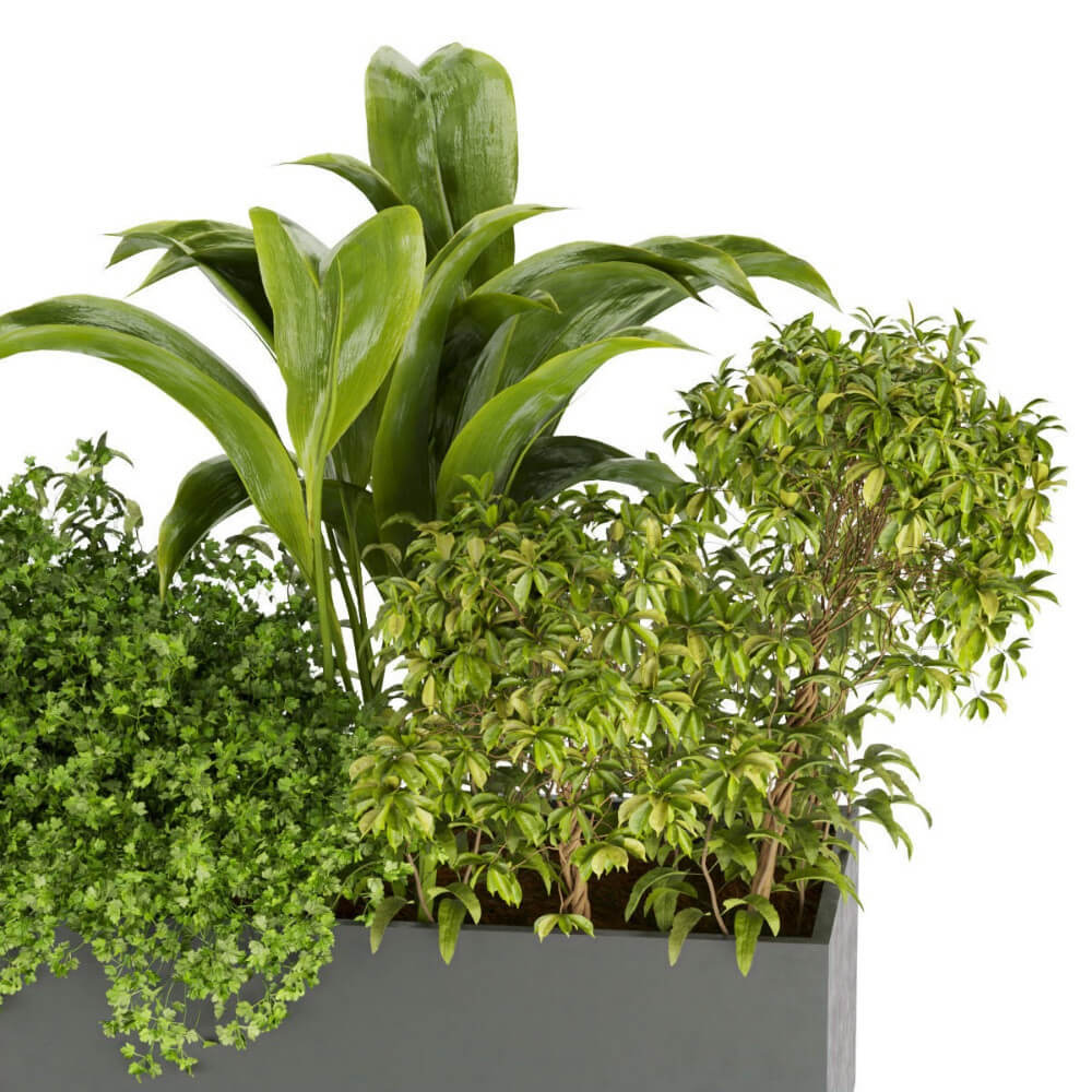 Collection Plant Vol 241 - 3D Model by miladd