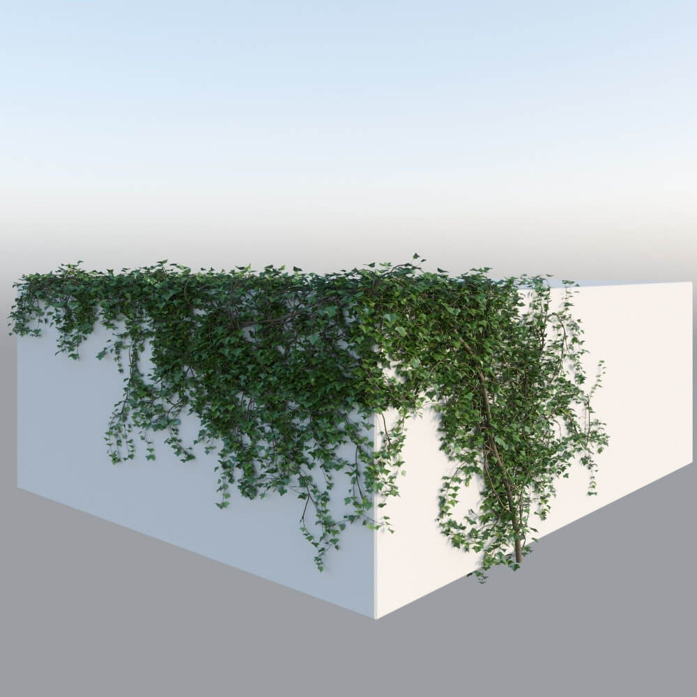 Realistic Climbing Ivy Corner - 3D Model by miladd