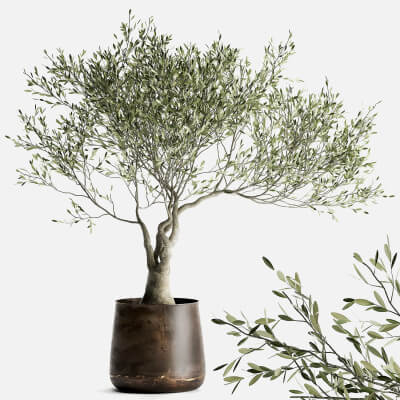 A Small Olive Tree in a Rusty Metal Pot and Flowerpot - 3D Model by mimomimoa2024