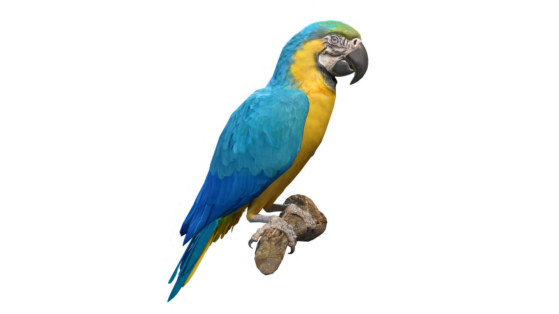 Blue and Yellow Macaw - 3D Model by mimostar