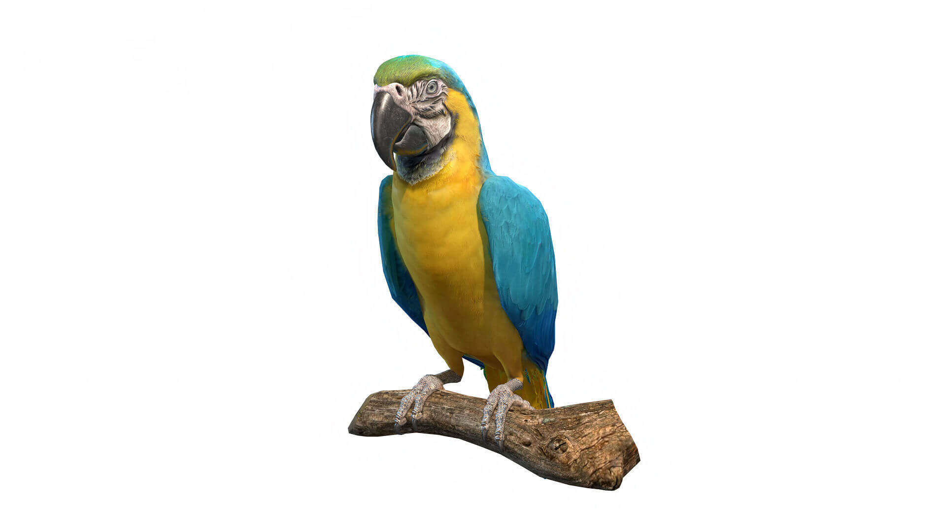 Blue and Yellow Macaw - 3D Model by mimostar
