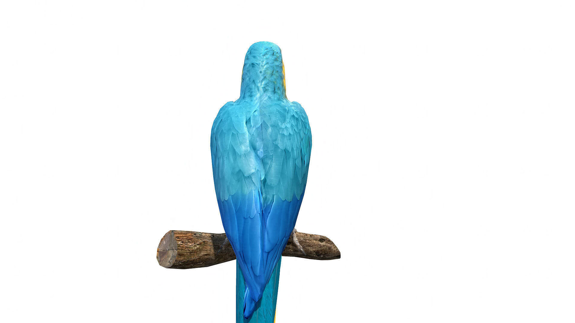 Blue and Yellow Macaw - 3D Model by mimostar