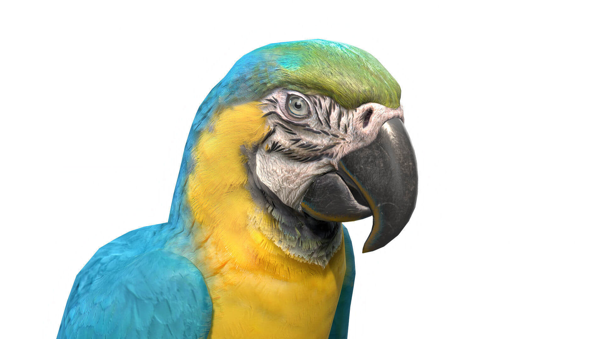 Blue and Yellow Macaw - 3D Model by mimostar
