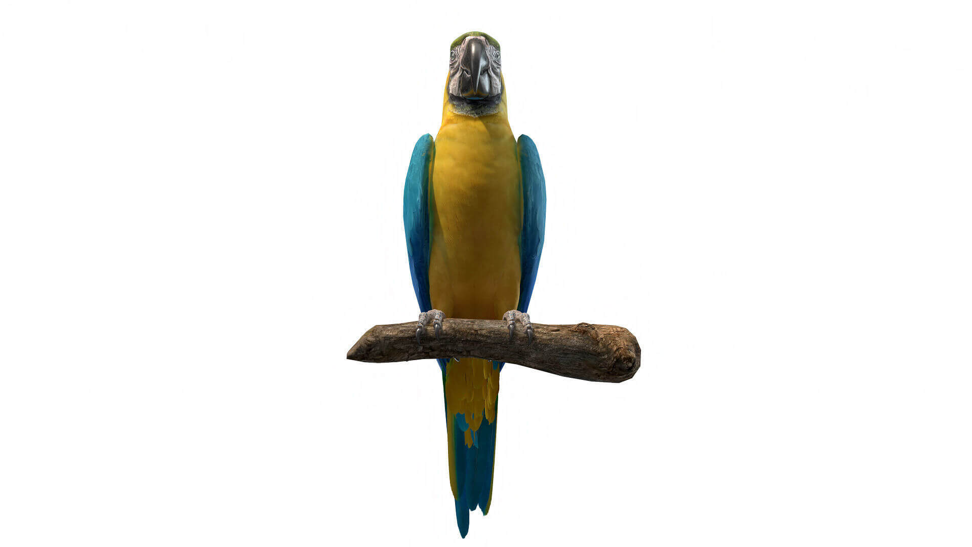 Blue and Yellow Macaw - 3D Model by mimostar