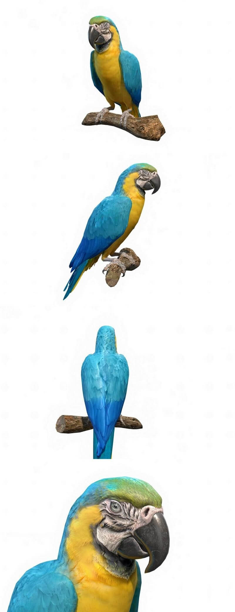 Blue and Yellow Macaw - 3D Model by mimostar