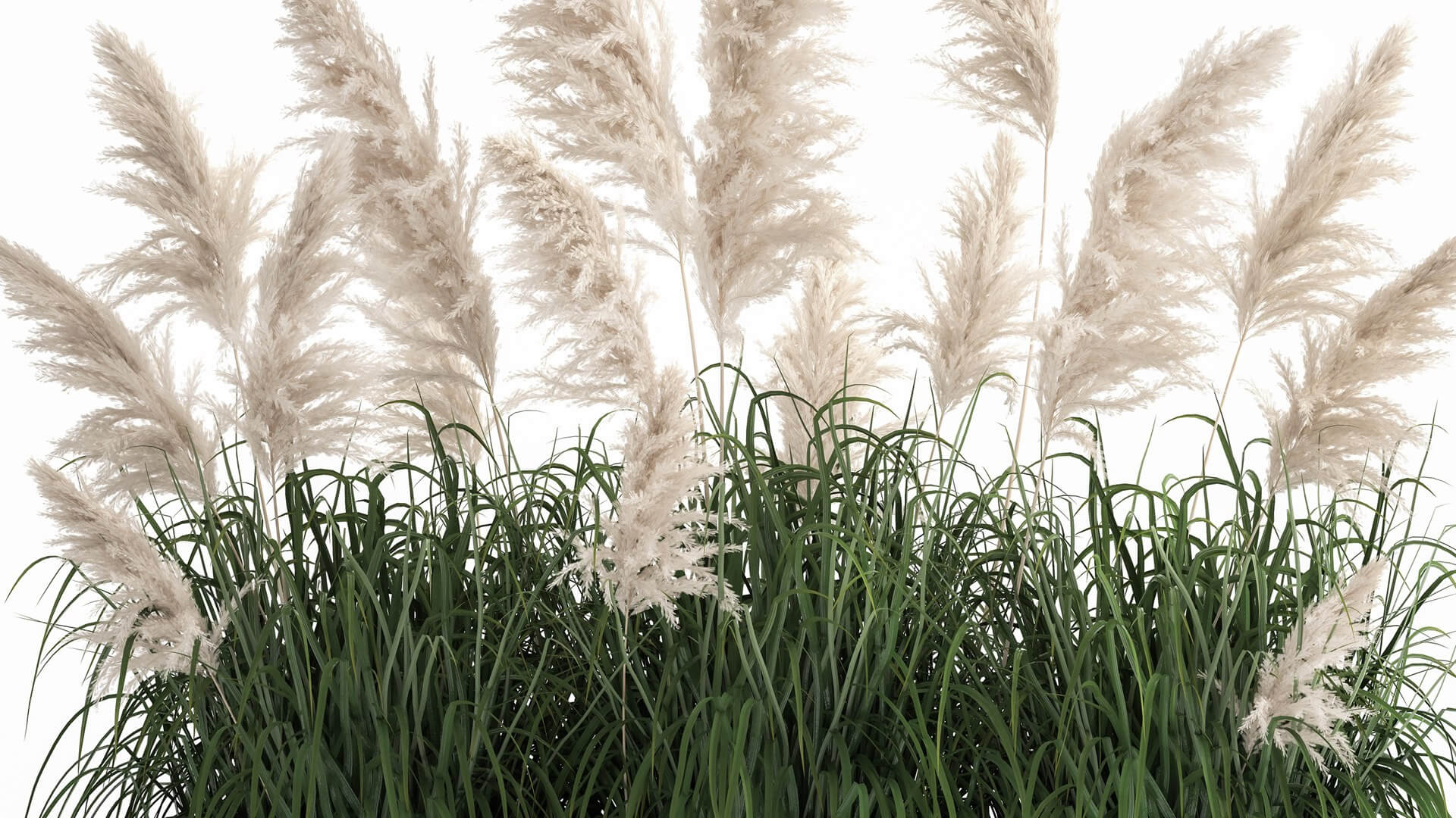 Bush White Pampas Grass in a Street Rusty Metal Pot - 3D Model by mimostar