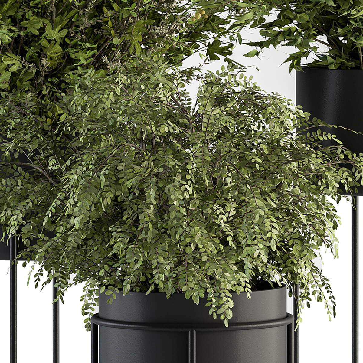 Indoor Plant Set 371 3d Model By Mimostar