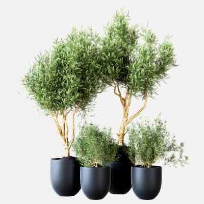 New 3D Models | Plants | RenderHub