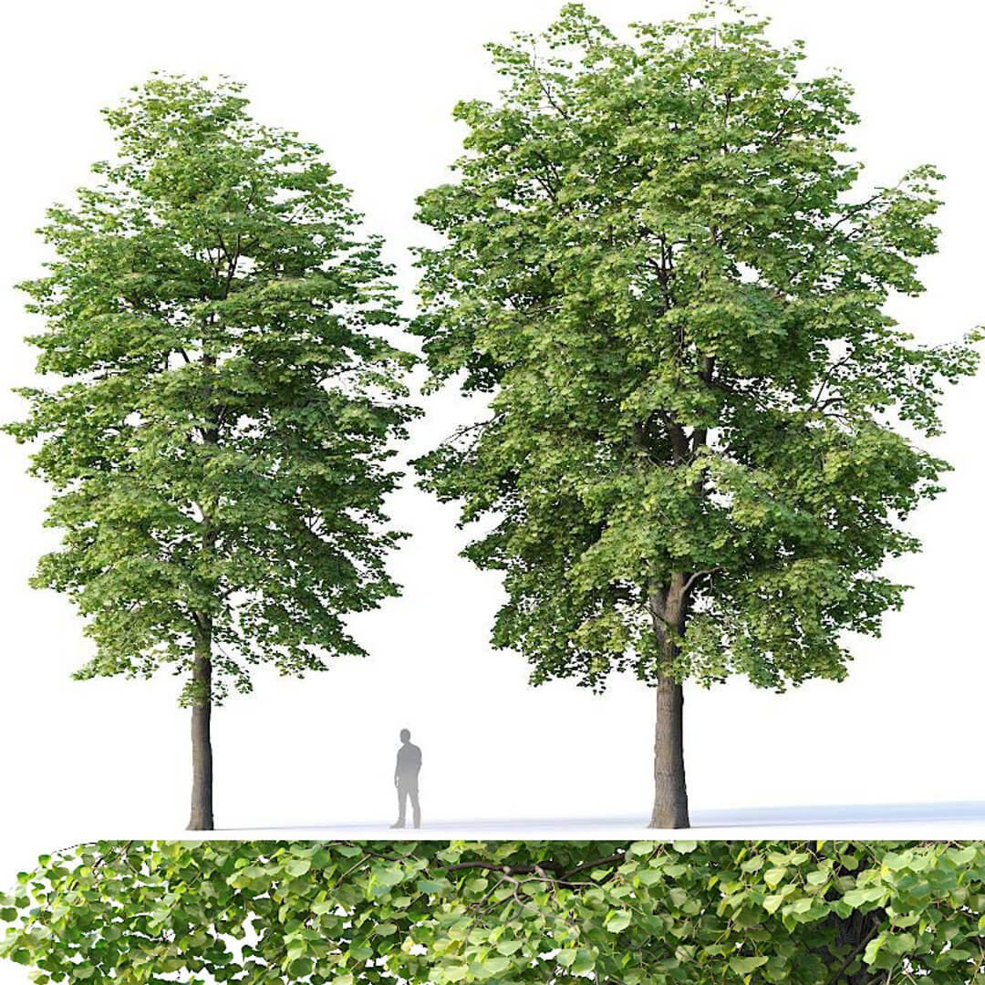 L Tilia Europaea1 - 3D Model by mimostar