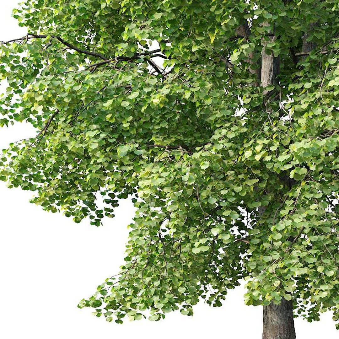 L Tilia Europaea1 - 3D Model by mimostar