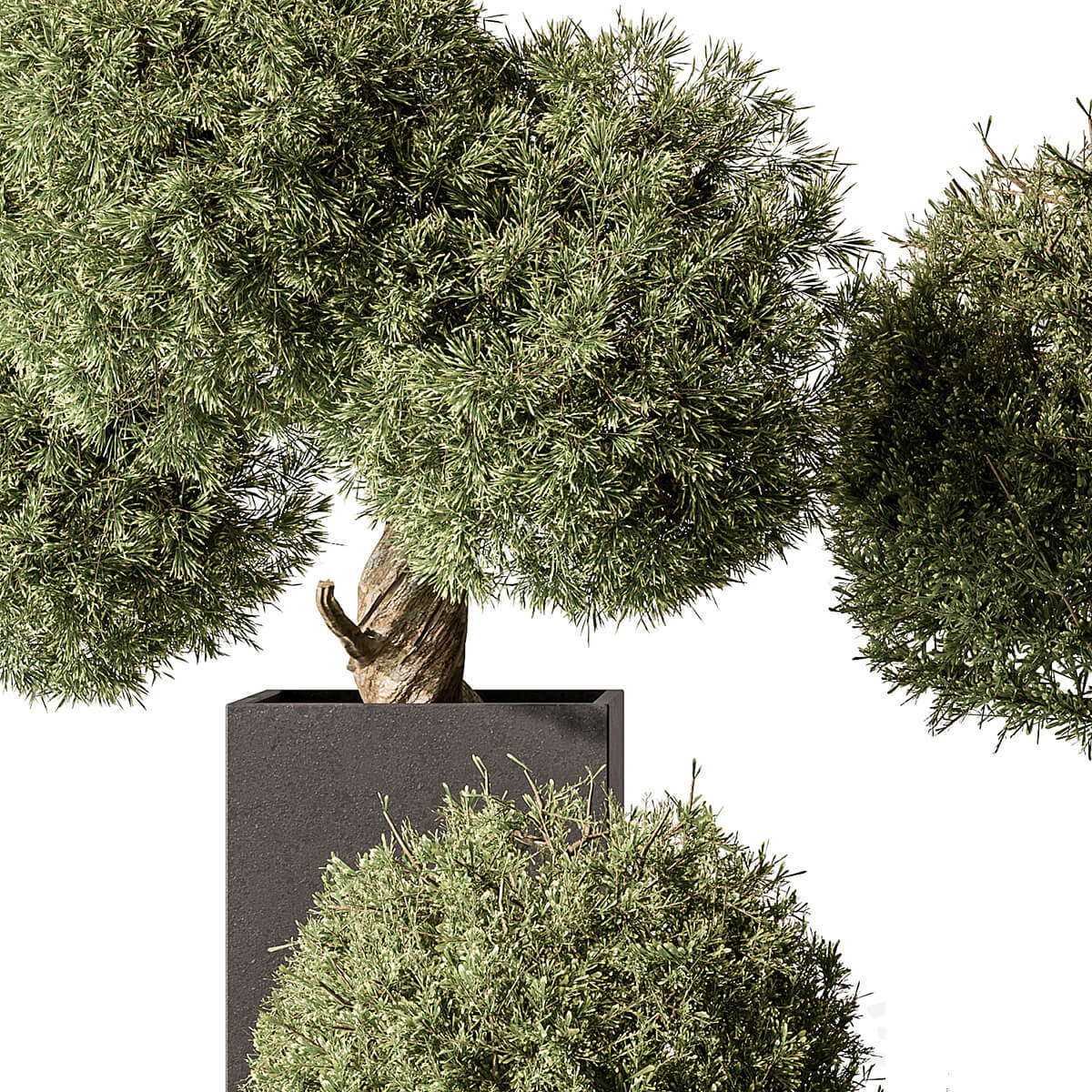 Topiary Plant in Box - 3D Model by mimostar