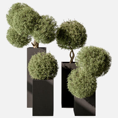 Topiary Plant in Box - 3D Model by mimostar