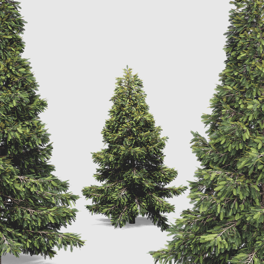 Spruce Tree - 3D Model by mira3d