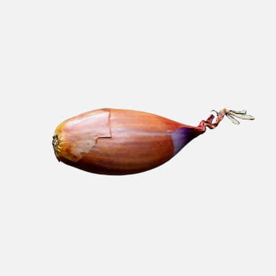 Shallot Onion - 3D Model by Miraz01